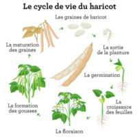 Le cycle de vie du haricot, expérimente ! - Hortus Focus I mag