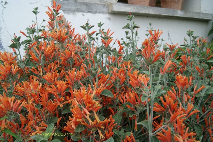 Jacobinia suberecta, plante du jour | Hortus Focus I mag